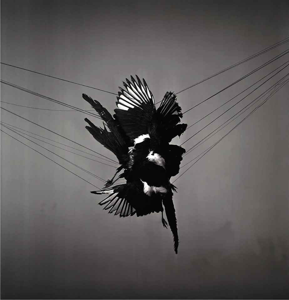 © Richard Learoyd, cortesía del artista y Fraenkel Gallery, San ...