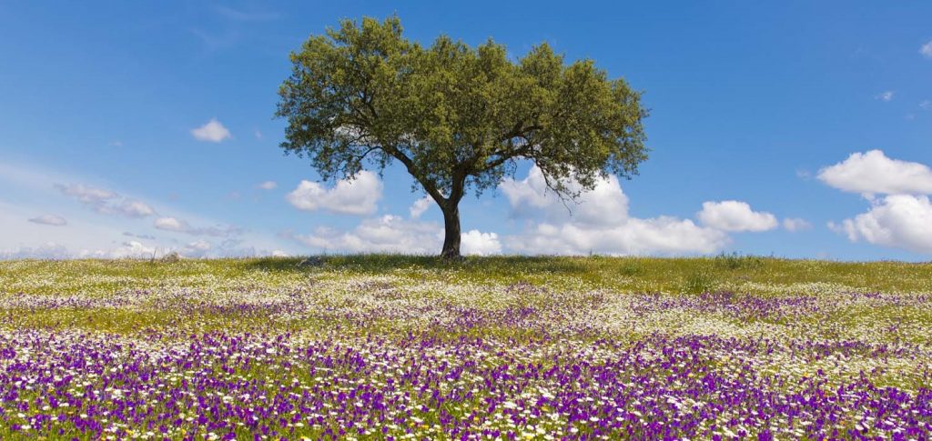 Explosión de color en la pradera - hoyesarte.com